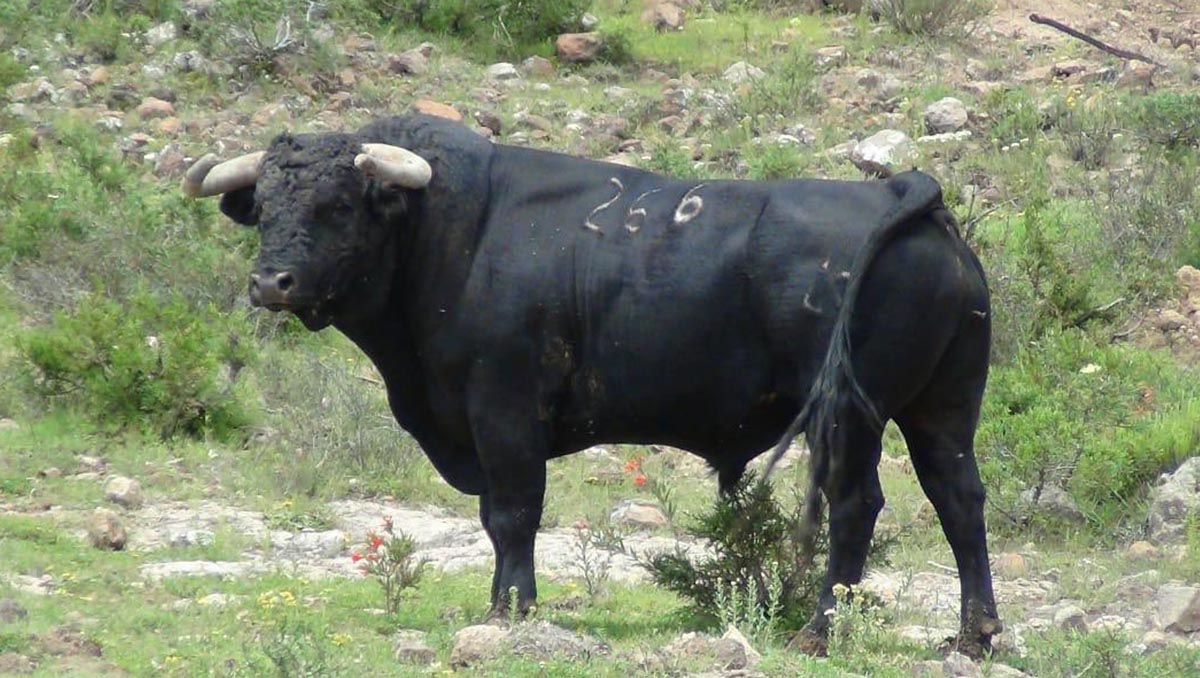 Hidalgo se juega la faena: advierten de estocada final a ganaderos en ...