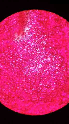 Exploring Russian Soup Ingredients Under a Microscope