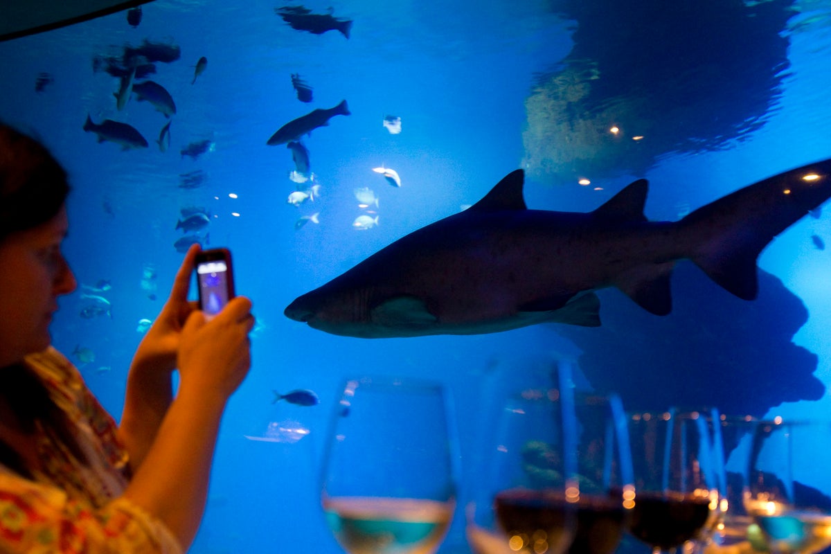 Blue sharks can change colour like chameleon, scientists find