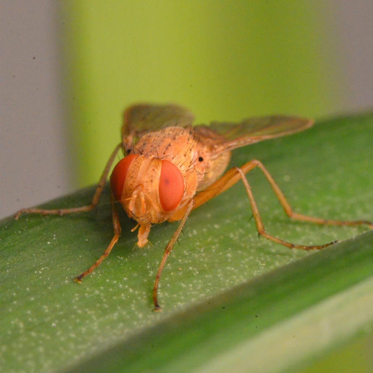 Tiny parasitoid flies show how early-life competition shapes adult success