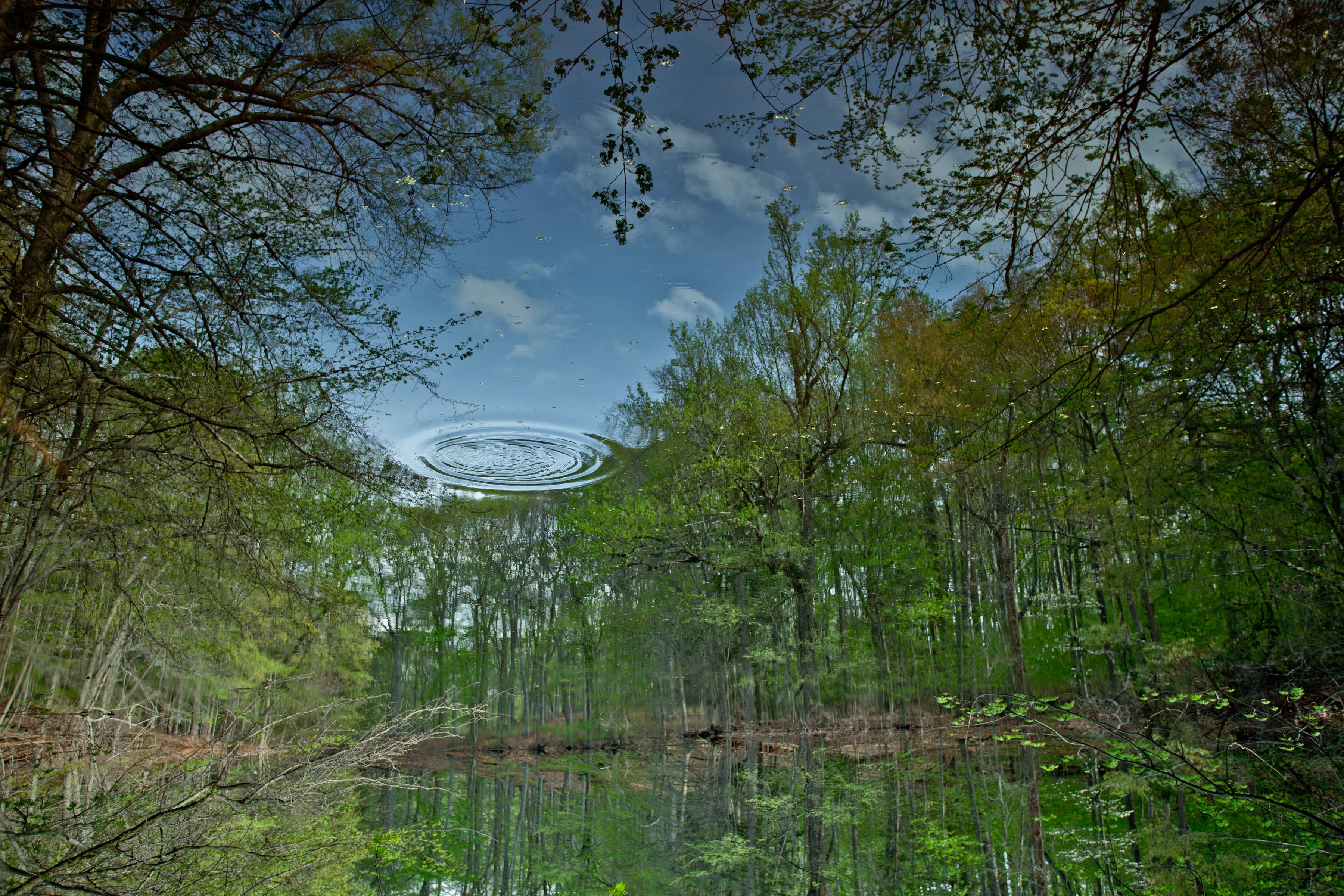Drew University, Madison strike deal to save forest. Here's the price
