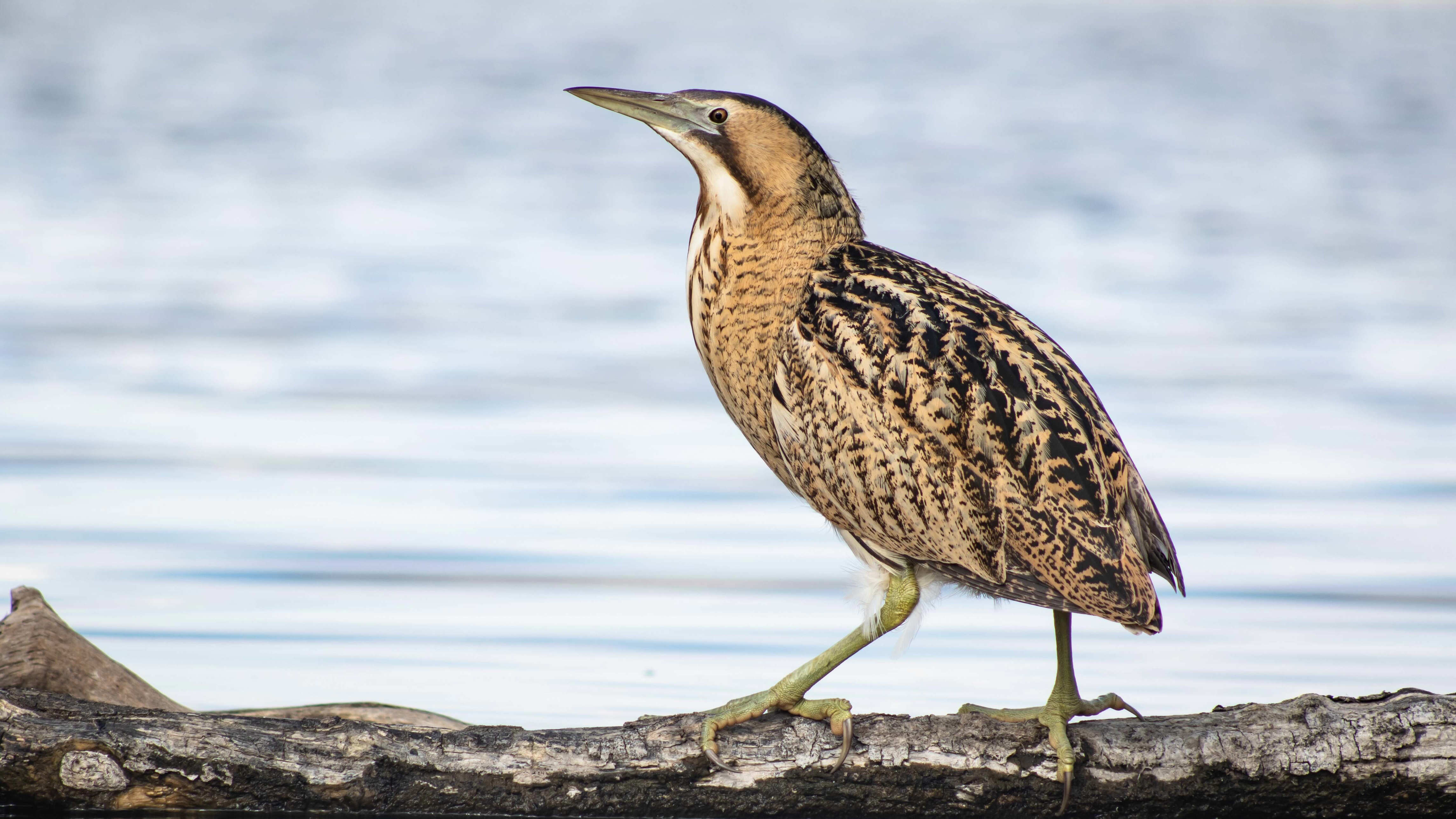 Een bijzondere vogel: 6 weetjes over de roerdomp
