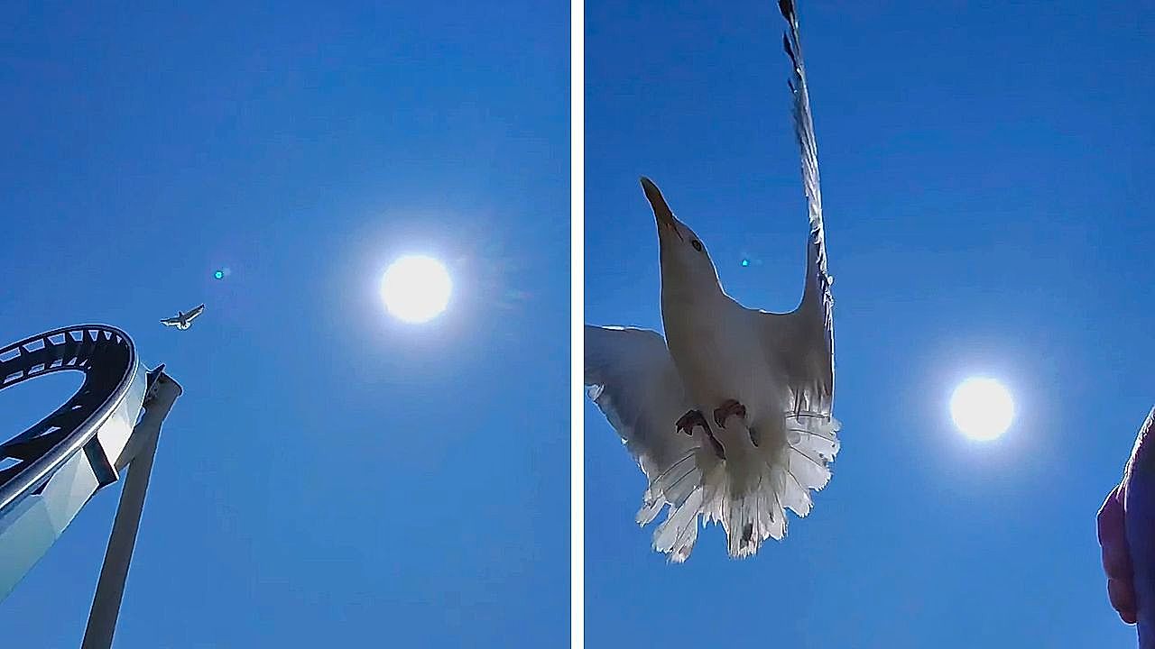 Szalona jazda! Mewa uderza w pasażera kolejki górskiej w Ohio