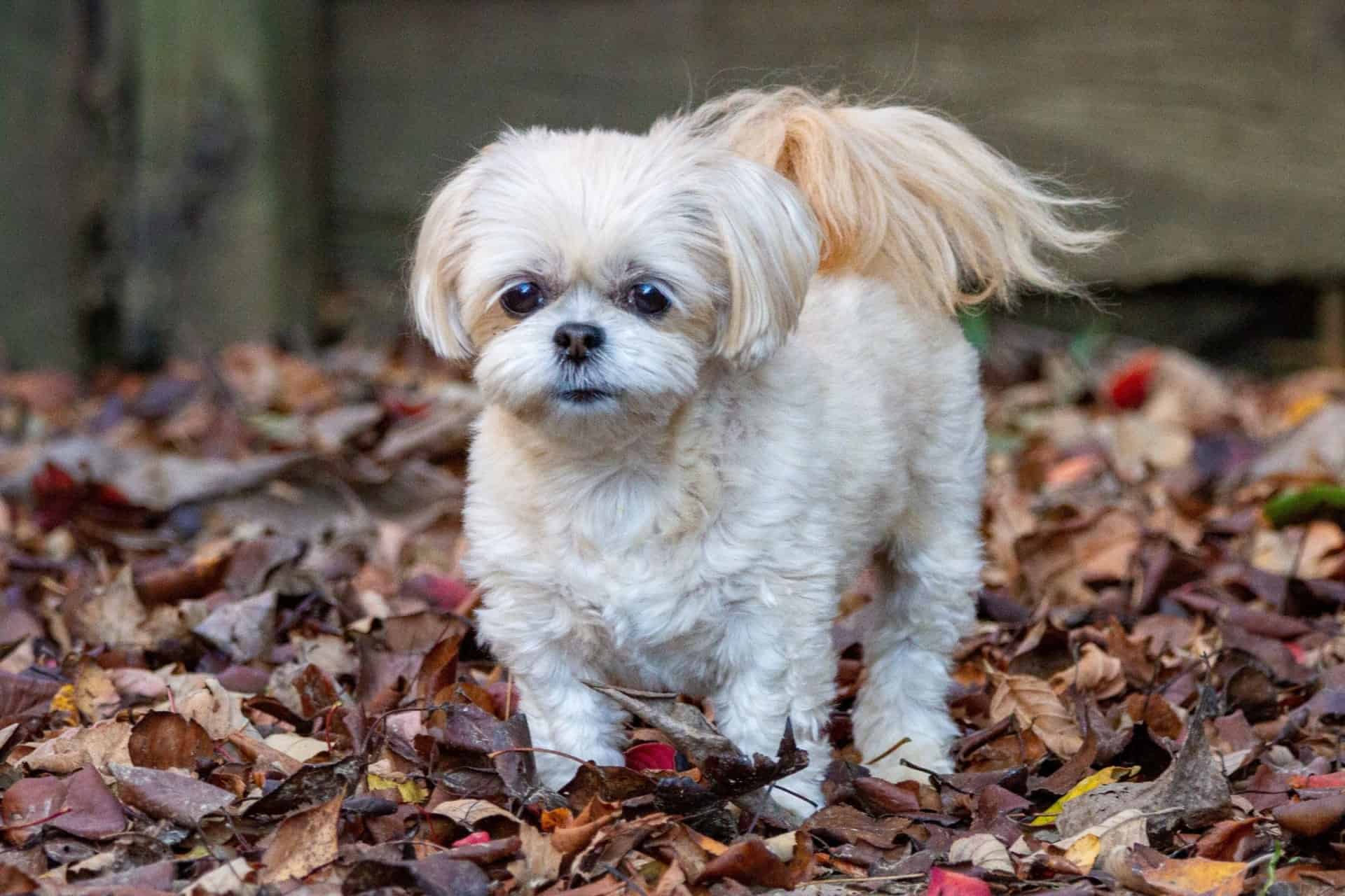 21 Loyal Dog Breeds That Were Born to Be Your BFF.