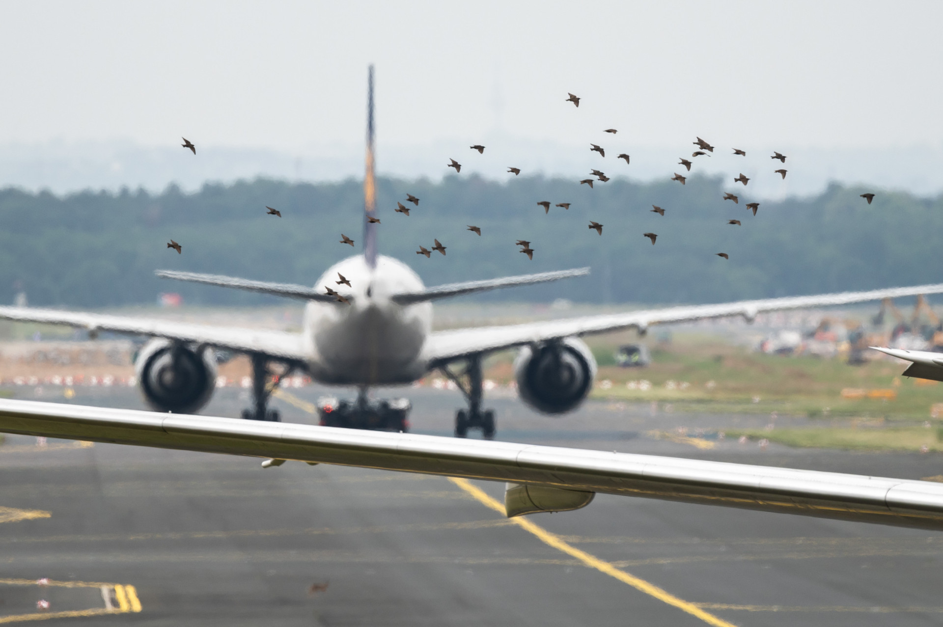 Bird strikes: the hidden risk to air travel