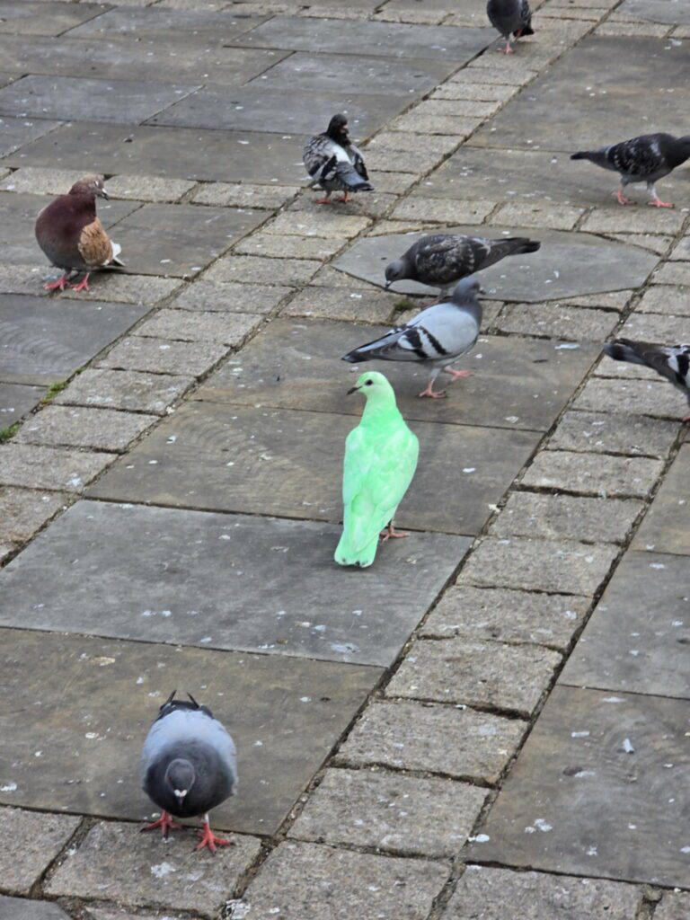 Experts issue warning over town’s bright green pigeon