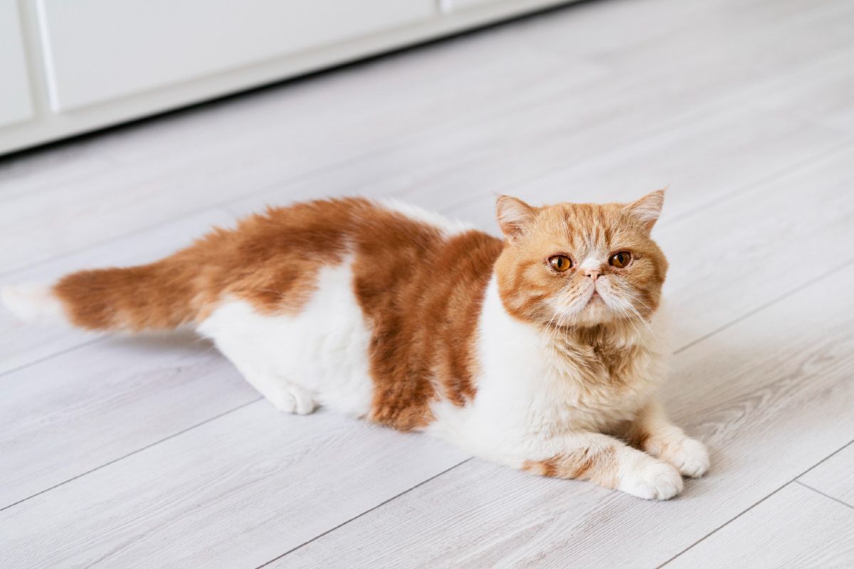Ini 3 Ras Kucing Flat Nose Paling Menggemaskan yang Cocok Jadi Teman ...