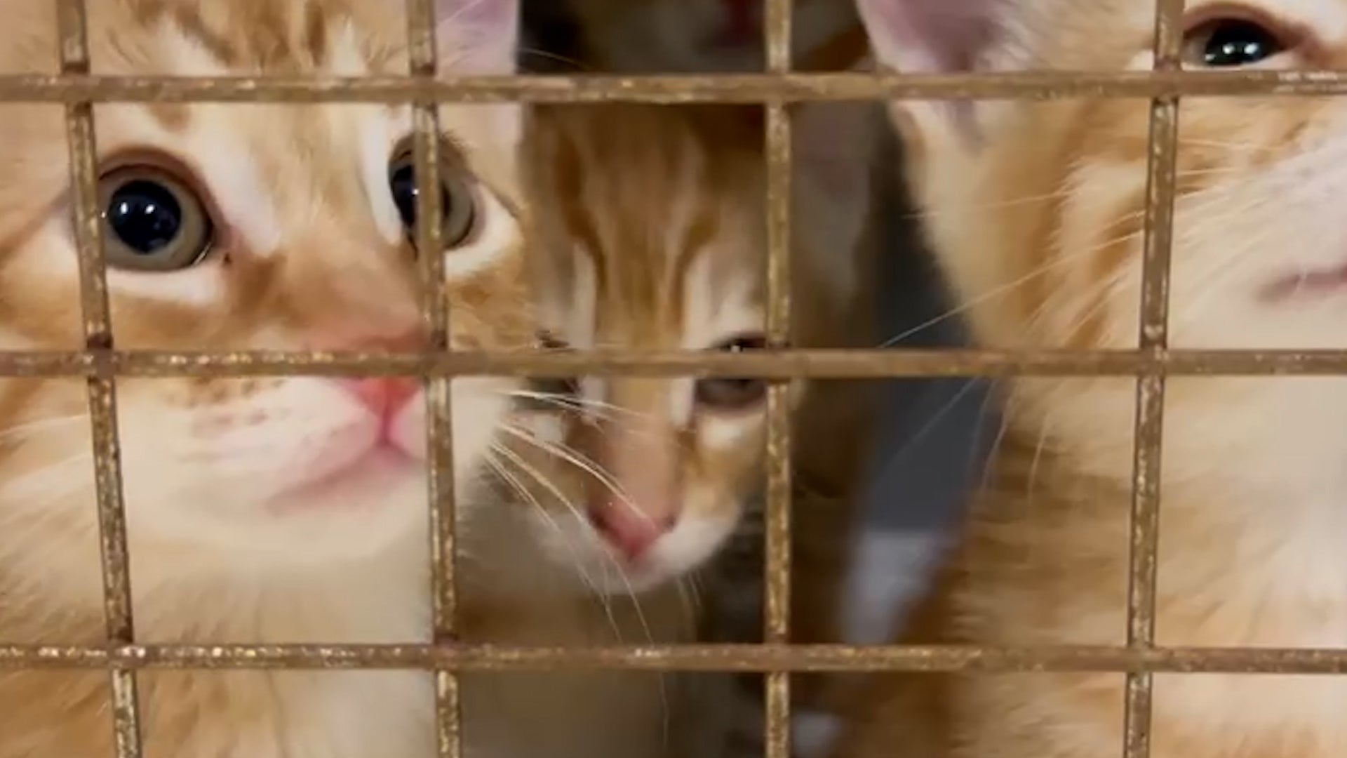 No Pet Left Behind: Groups Step Up In Wake Of Texas Floods