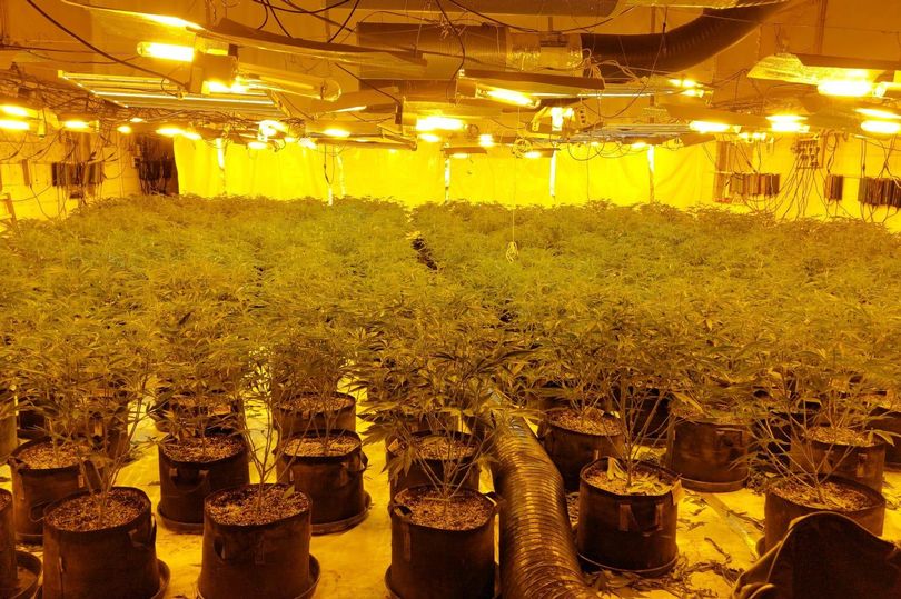 Huge cannabis factory discovered at Cambridgeshire warehouse