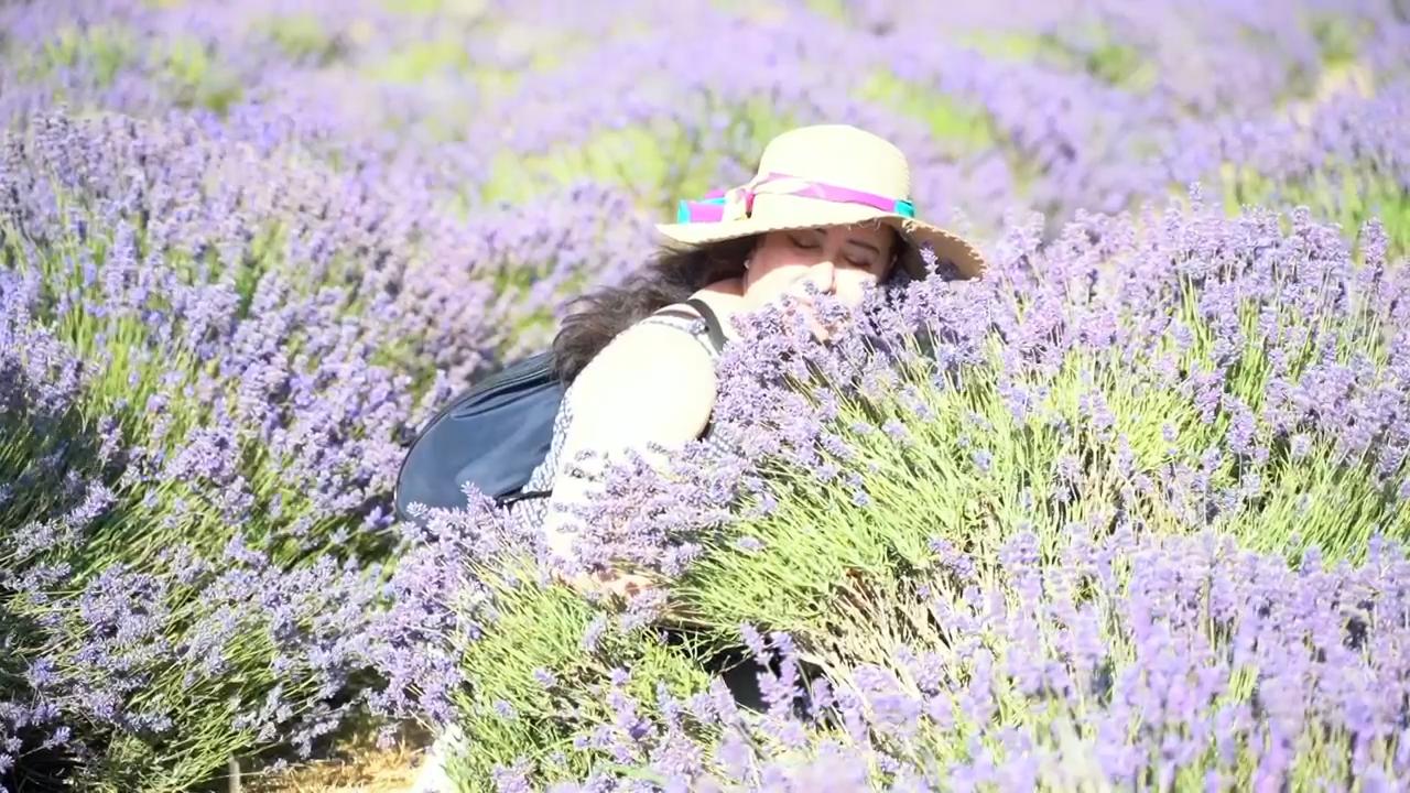 Spectacular lavender fields attract visitors from around the globe
