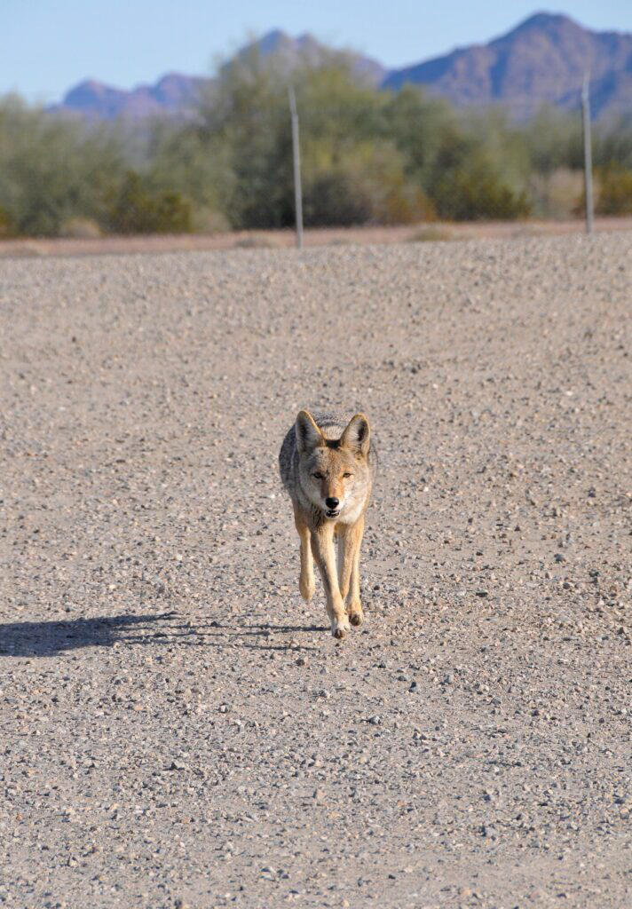 U.S. Army deploys ‘cyborg coyotes’ to guard air base
