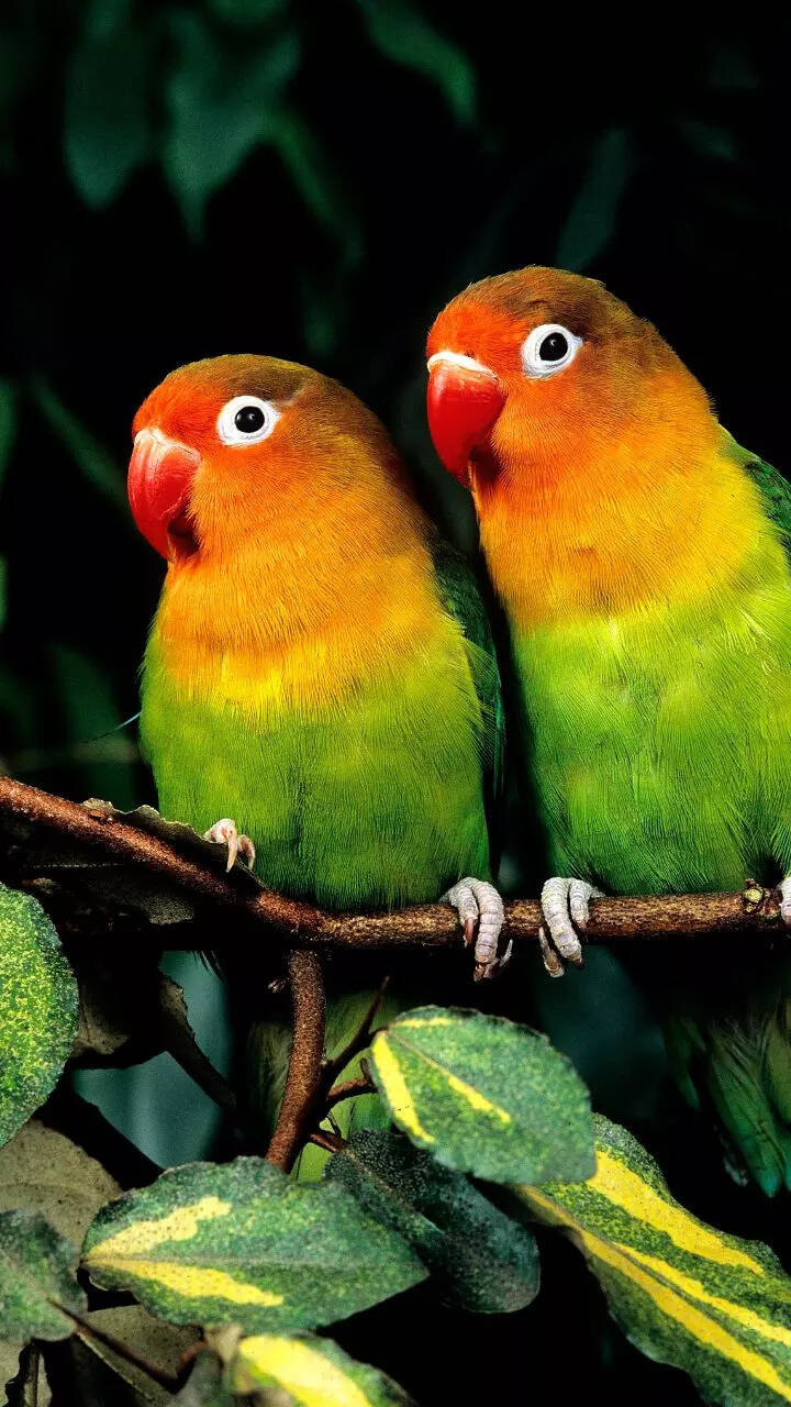10 most beautiful birds to have as pets