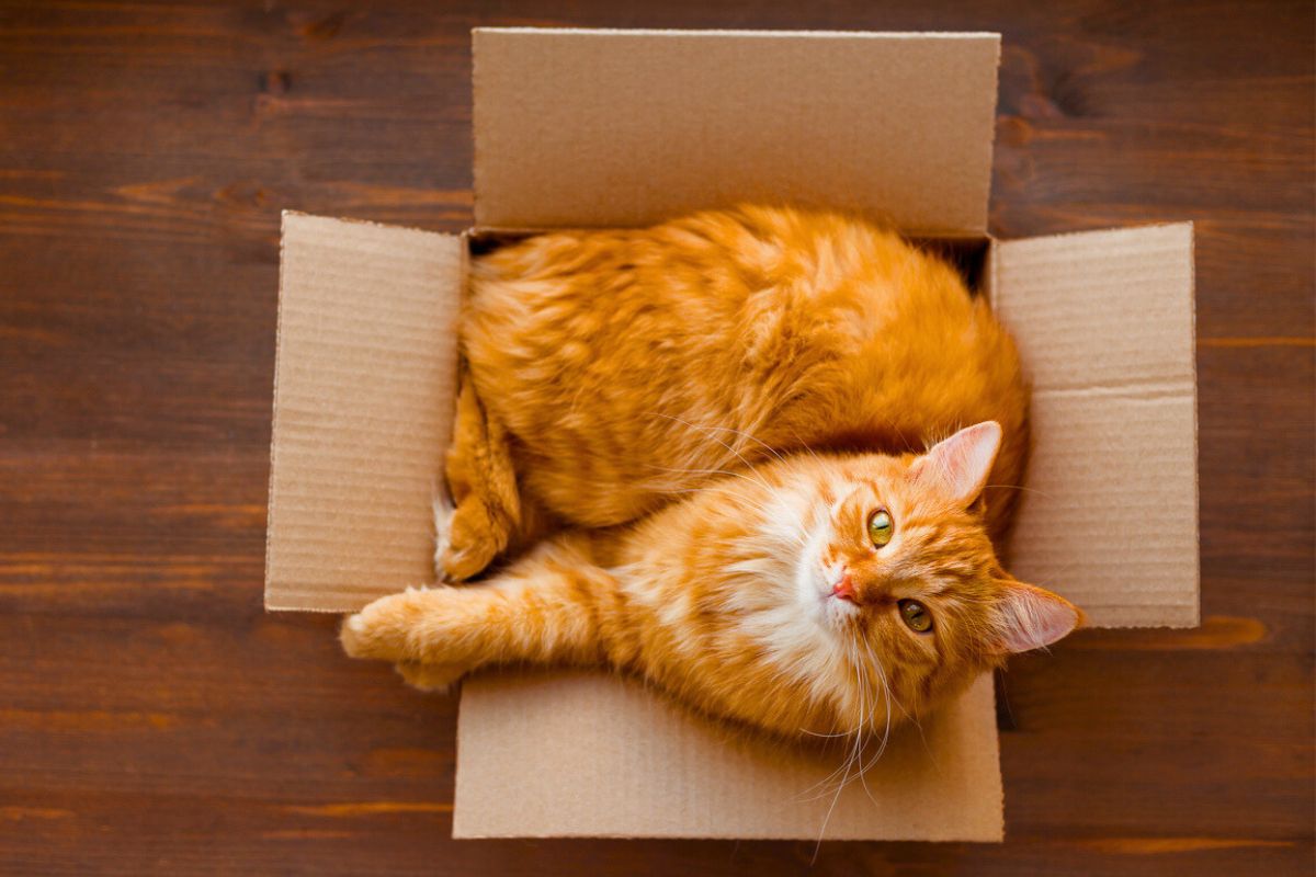 Voici ce que cache l’obsession des chats pour les boîtes (et ce n’est ...
