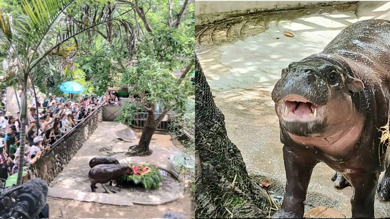 Thailand’s 'Bouncy Pork' Hippo Moo Deng Turns 1 — The 'Sassy' And ...