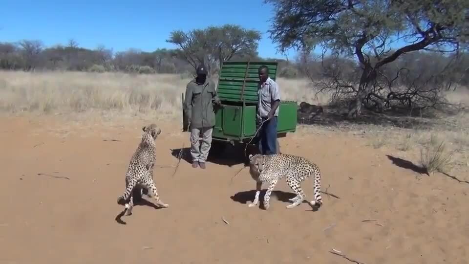 Guys Feed 30 Cheetahs at Animal Sanctuary