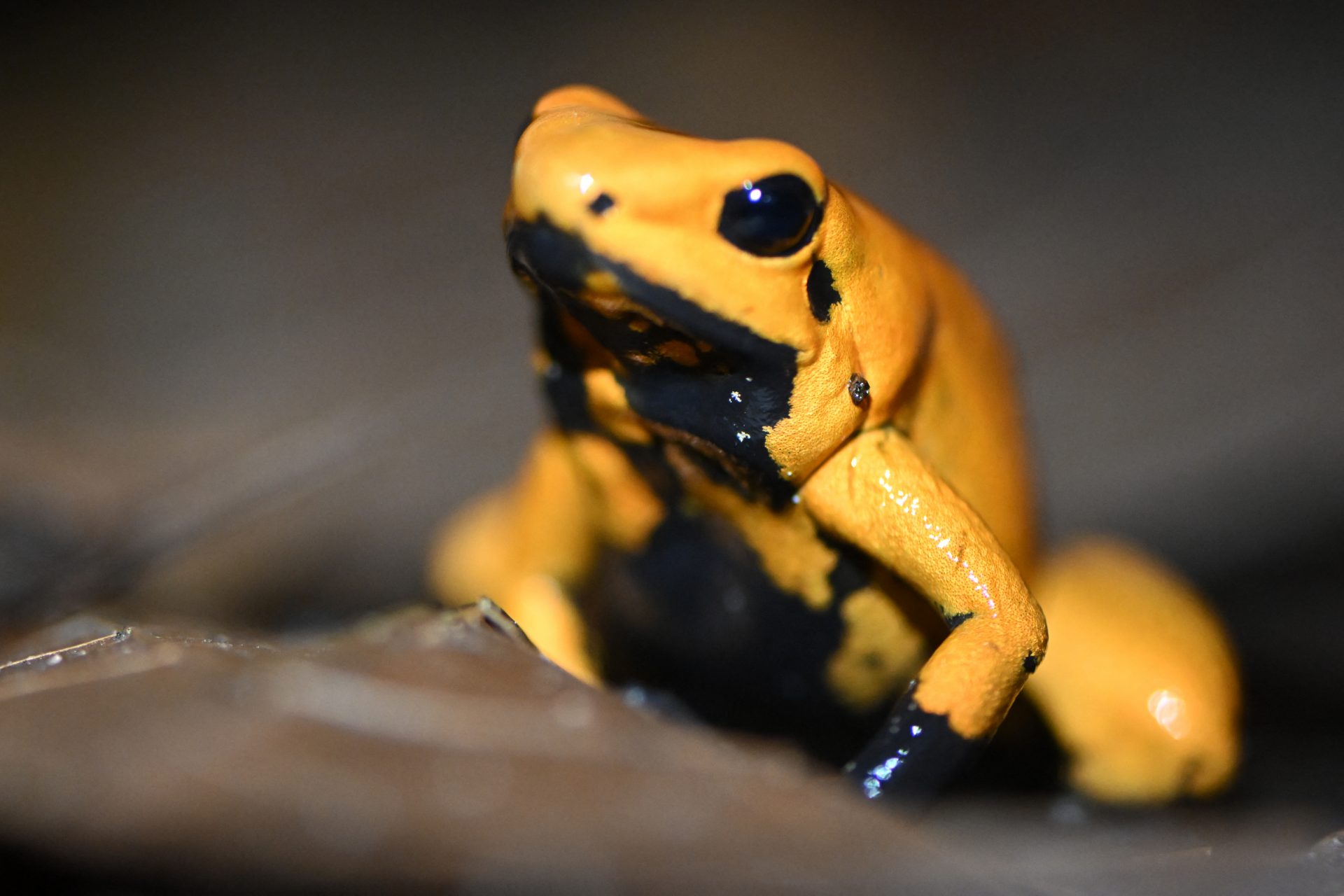 The dissident Navalny was killed by Russia with poison from a frog