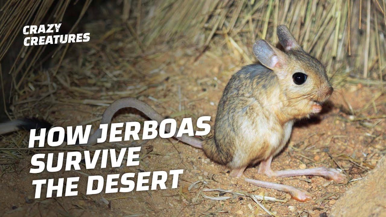 Jerboas: The Furry T-Rex of the Desert