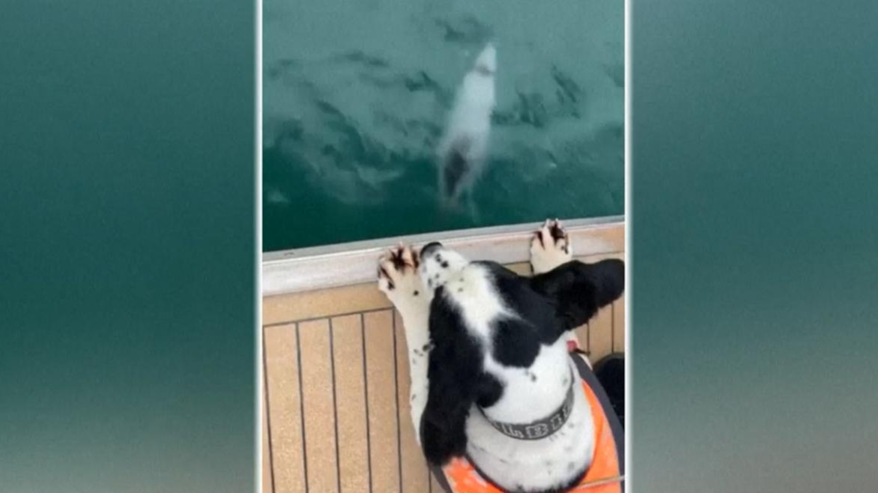 'Dolphin Dogs' help sniff out rare mammals