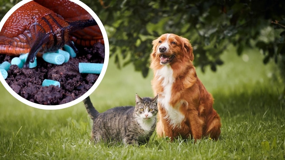 Slug Bait Can Be Deadly for Dogs and Cats