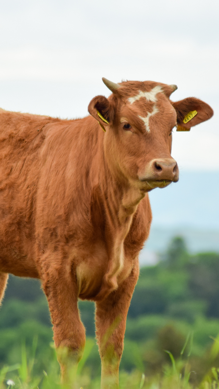9 animals with spiritual significance in India