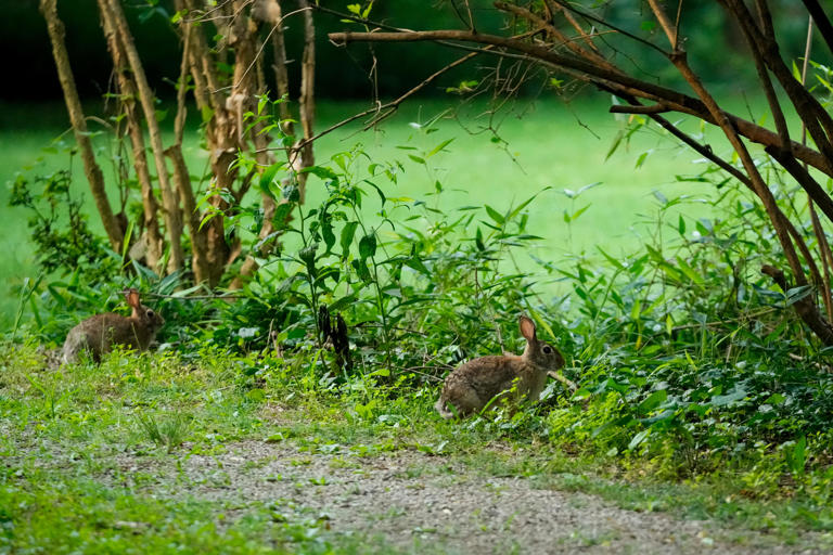 Rabbit sightings in Columbus area hopping up from steady population ...