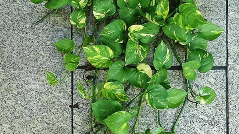 20 Indoor plants that attract wealth, positivity, and good energy into ...