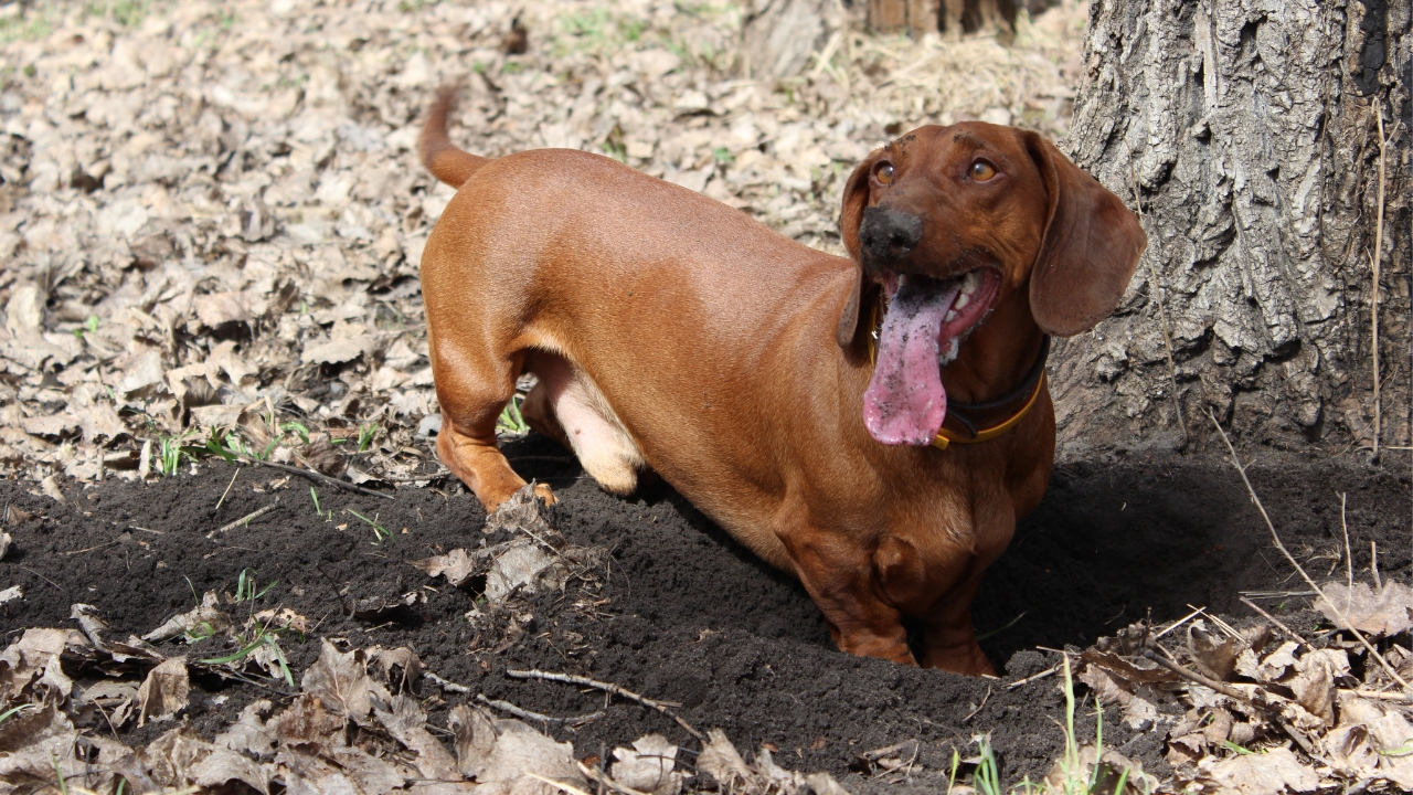 Dog Breeds That Are Hardwired to Dig and What to Do About It