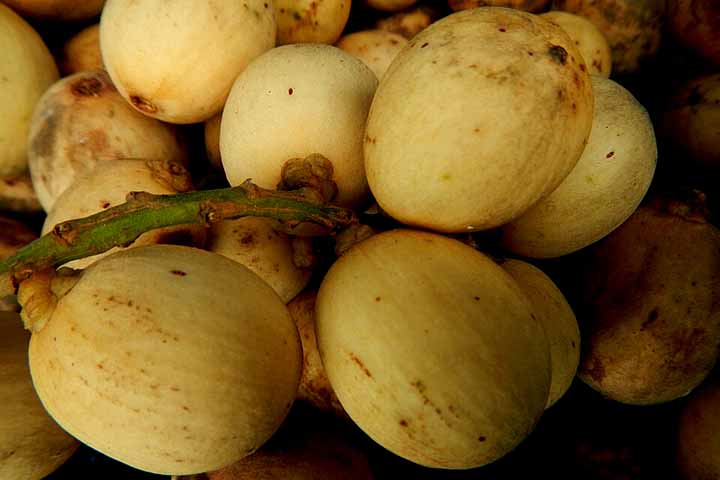 Fruta exótica, langsat tem polpa translúcida e suculenta