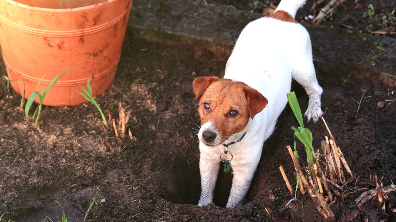 Dog Breeds That Are Hardwired to Dig and What to Do About It