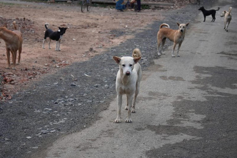 Morocco approves new law to tackle stray animal threats and ensure ...