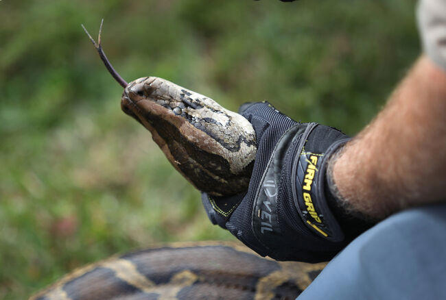Florida's 2025 Python Hunt Underway in the Everglades