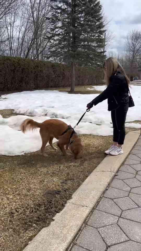 Effective Management Techniques for Leash Reactivity