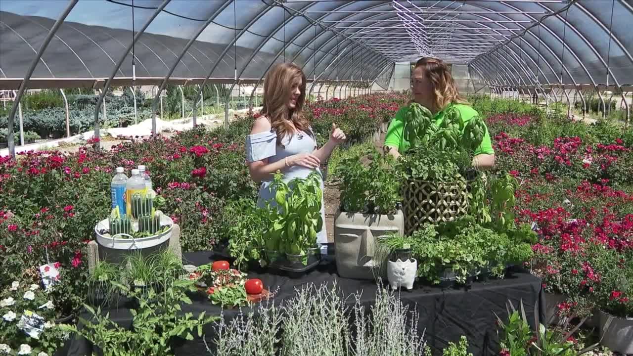 Benefits of planting herb gardens in containers vs. in the ground