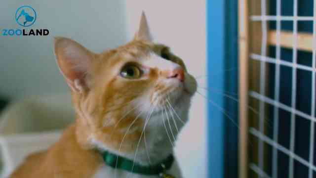 After This Cat Trudged 12 Miles To Find His Family He Was Met With The