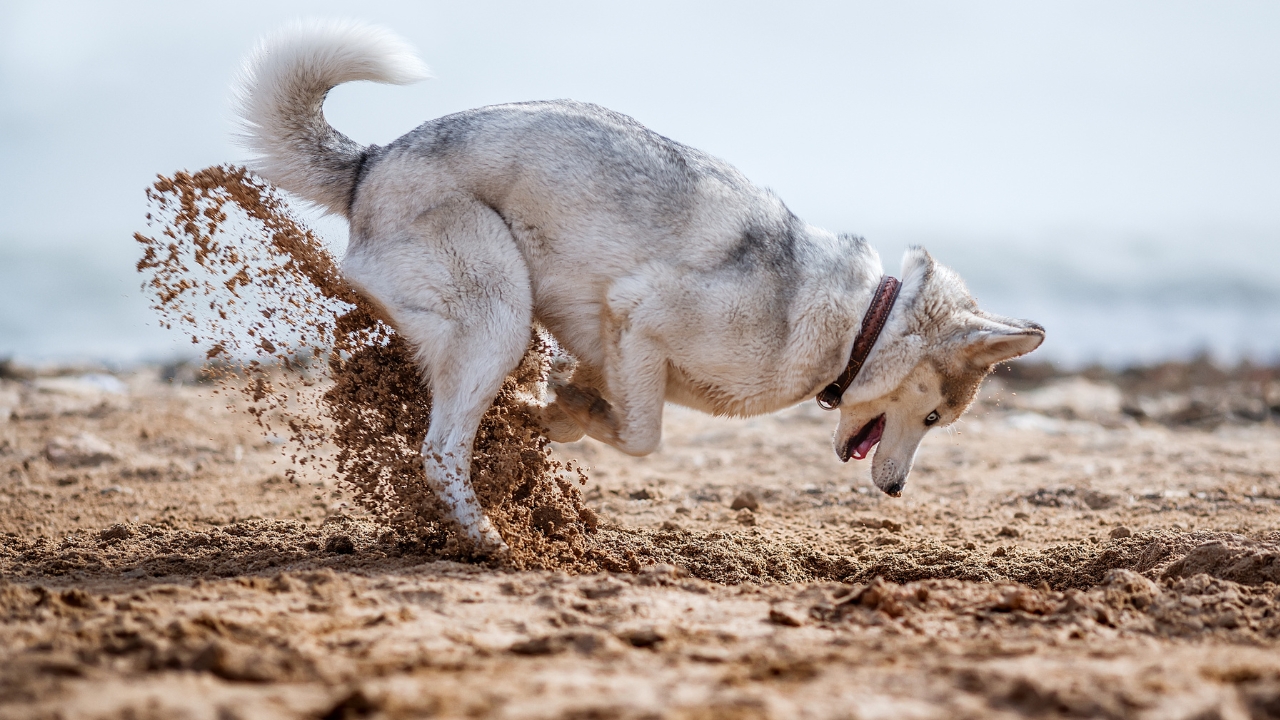 Dog Breeds That Are Hardwired to Dig and What to Do About It