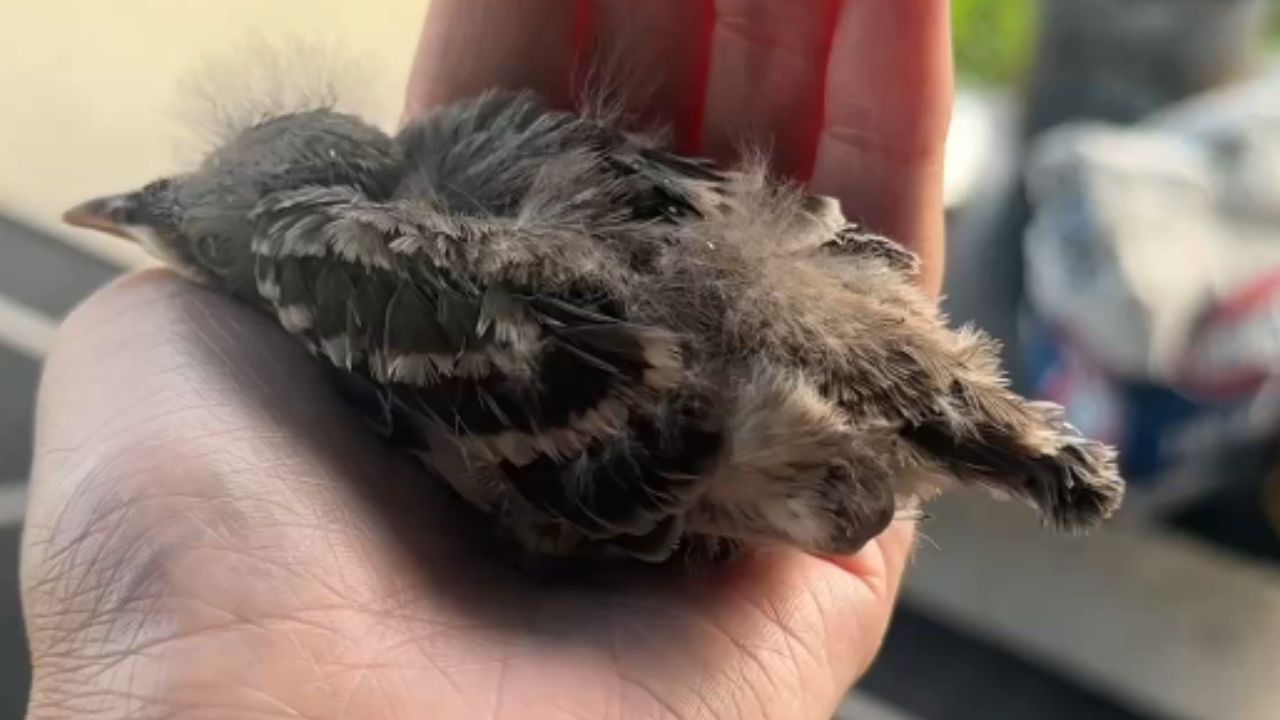 Brave birds risk it all to save a baby bird from a hungry hawk