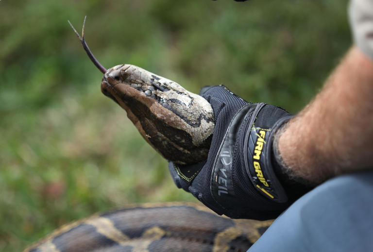 Florida's 2025 Python Hunt Underway in the Everglades