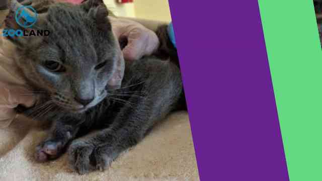 Kitten Who Lost Part Of His Ears And Toes Wants Nothing But Love
