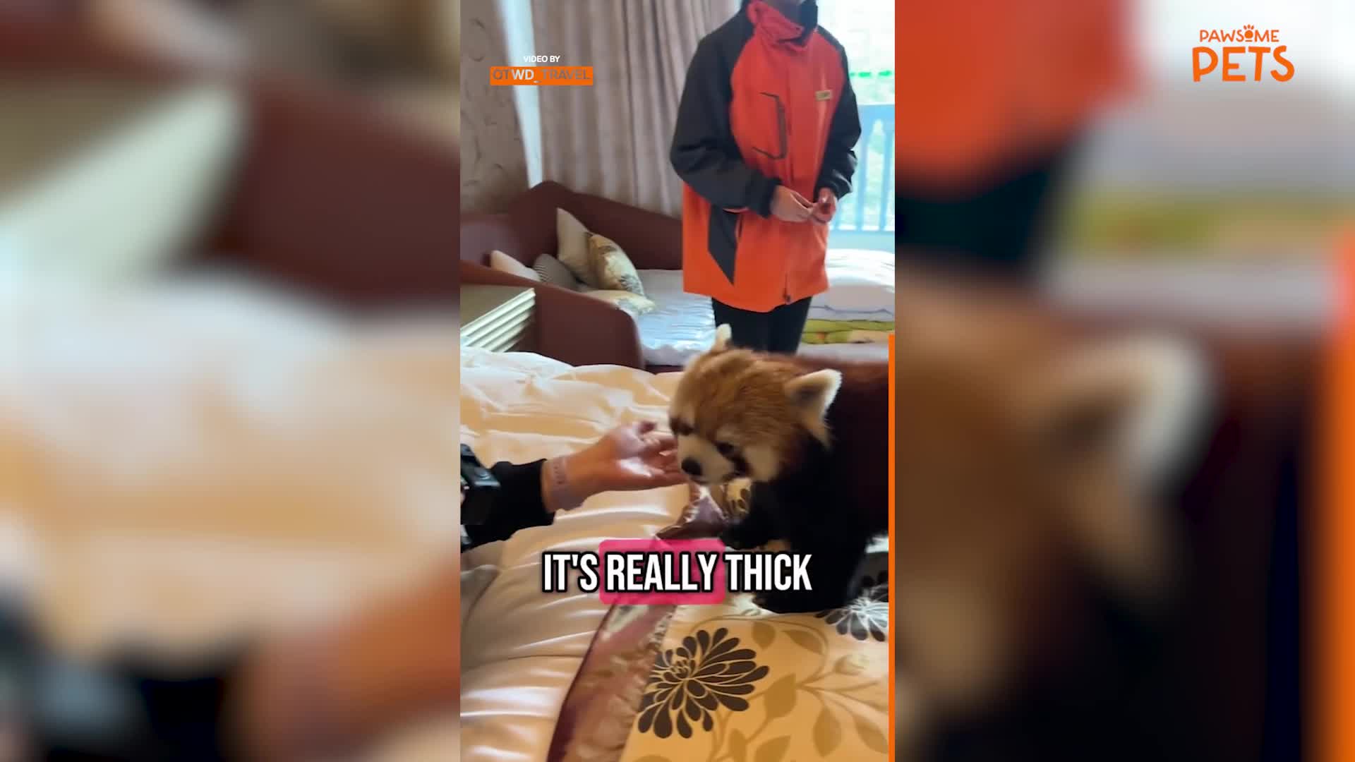 Forget Room Service – This Hotel Delivers a Panda to Your Bed