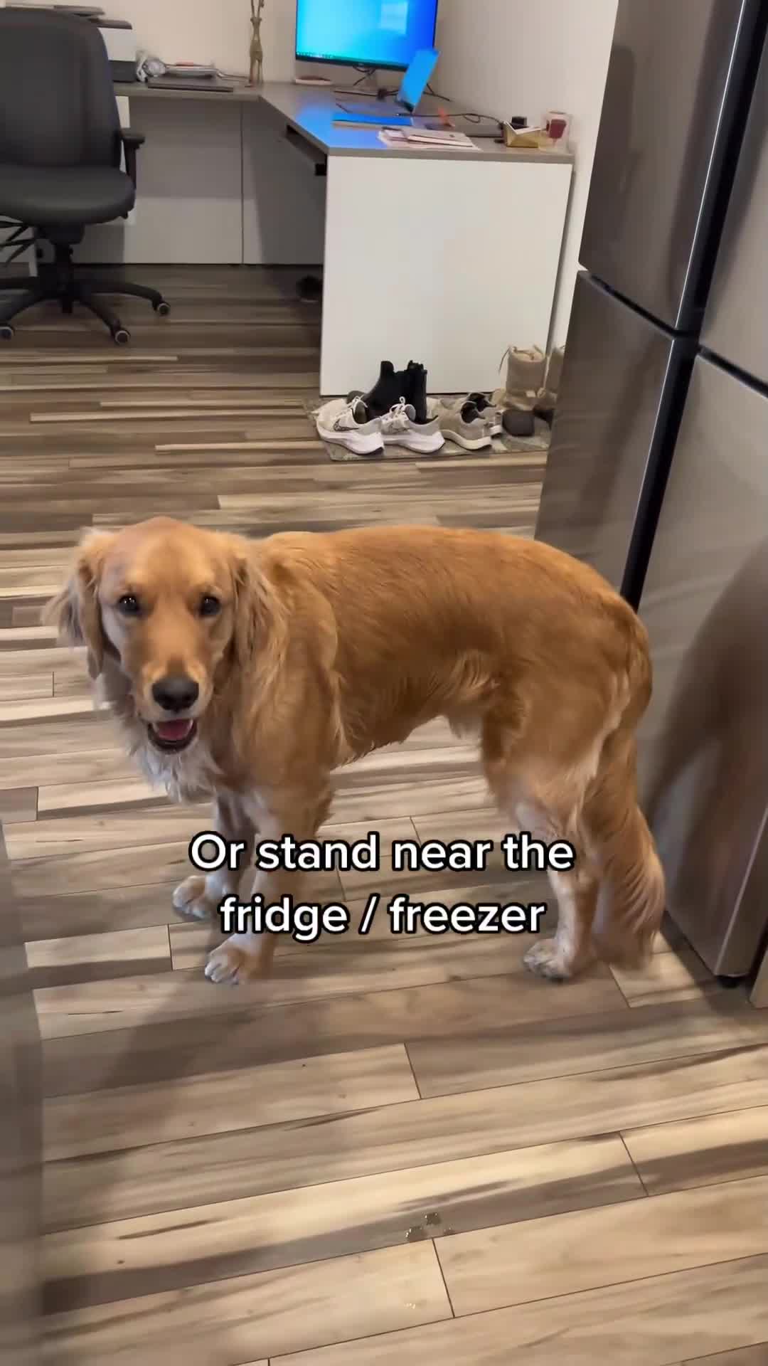 Signs Your Home Temperature Might Be Unsafe for Your Dog