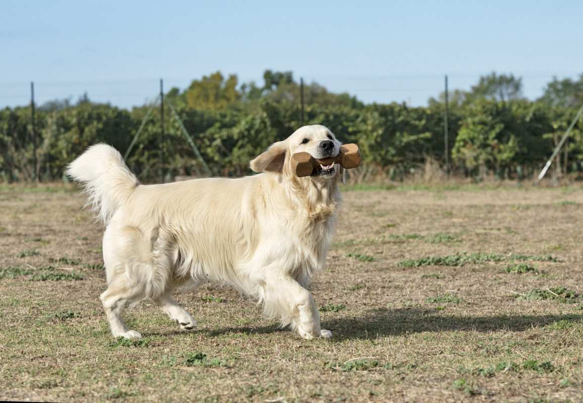 Vets Say This One Easy Exercise Can Add Years to Your Golden Retriever Life