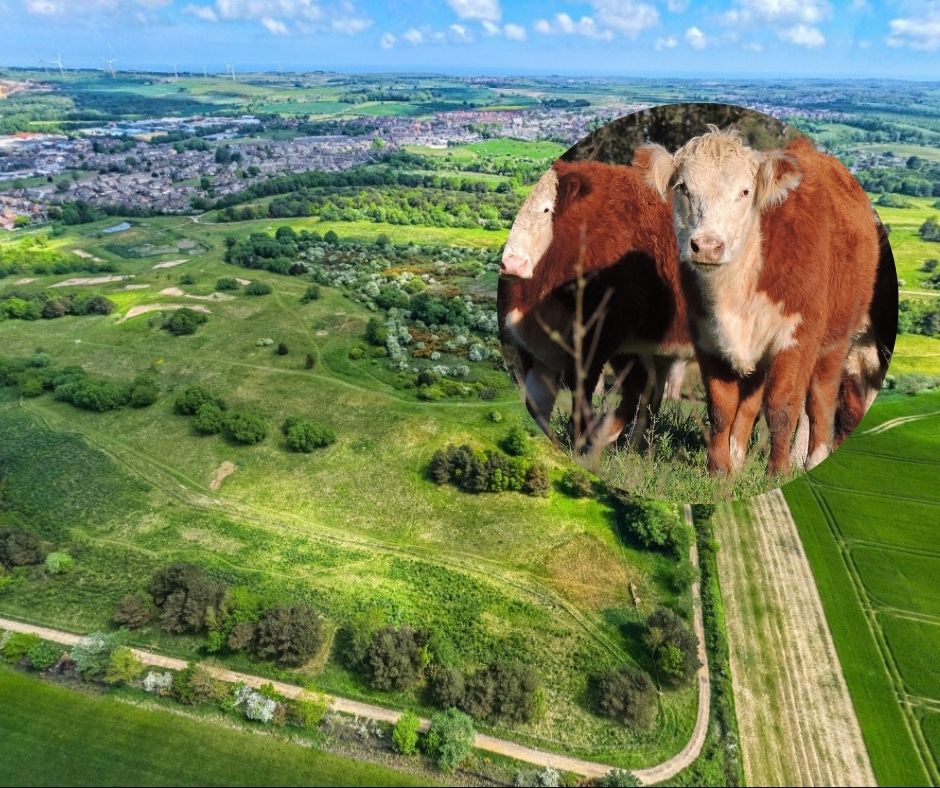 We're introducing cows to a Sunderland park to improve the grasslands