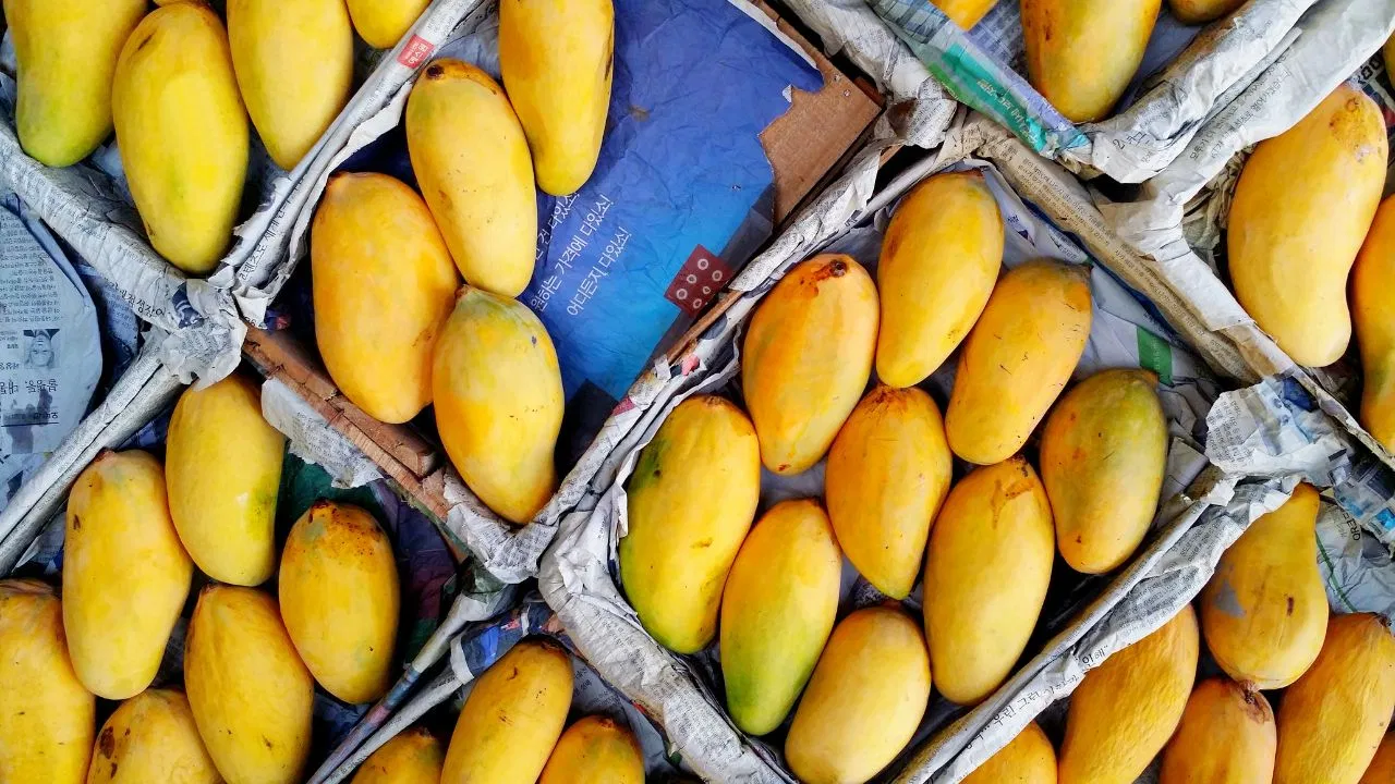 Demand Soars for Indian Mangoes in America: From Dussehri to Langda ...