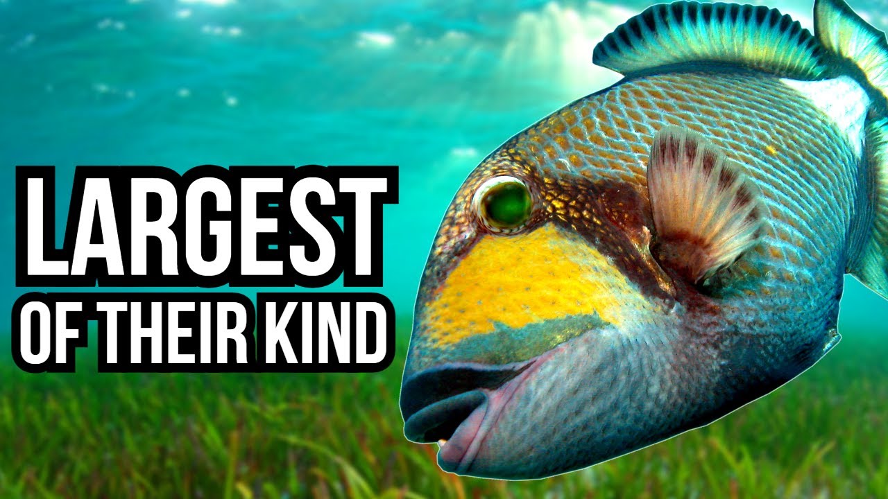 You’ve Never Heard of the Largest Fish in These Families