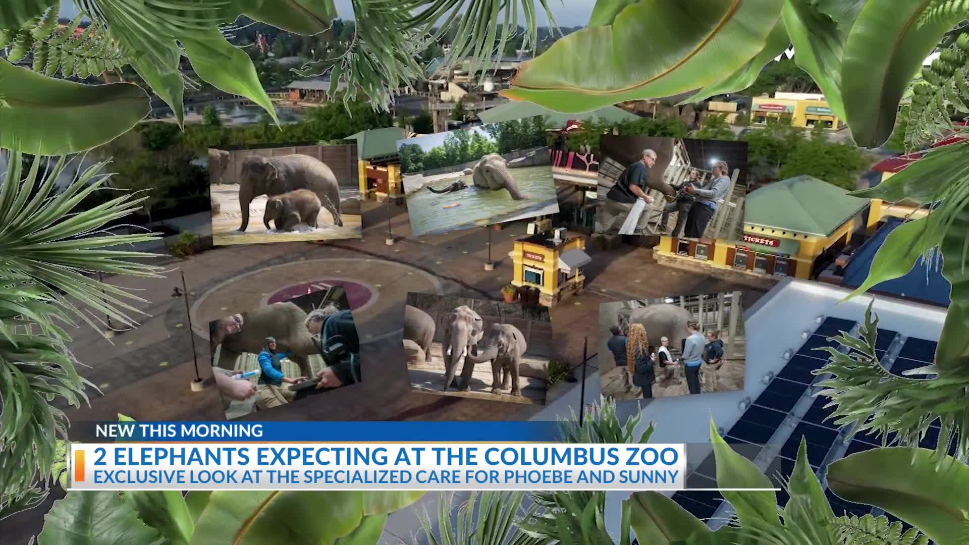 Two Columbus Zoo elephants expecting in the coming months