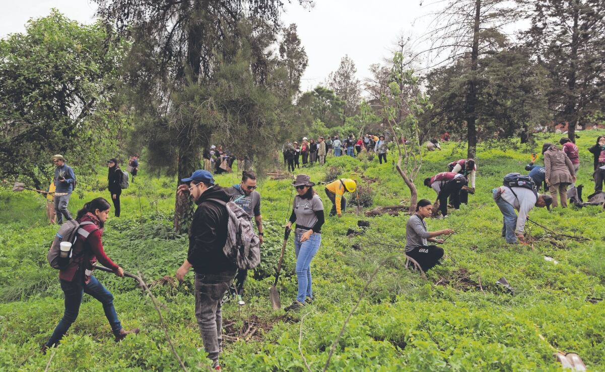 Comienza plan de reforestación del Cerro de la Estrella