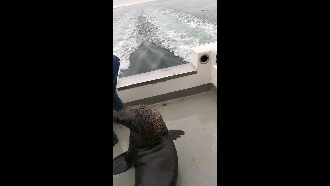 Seals Chill On The Boat Like Old Friends