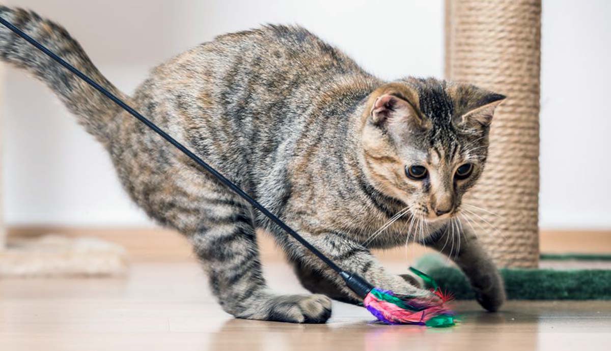 Understanding Your Cat’s Hunting Play and How Toys Help