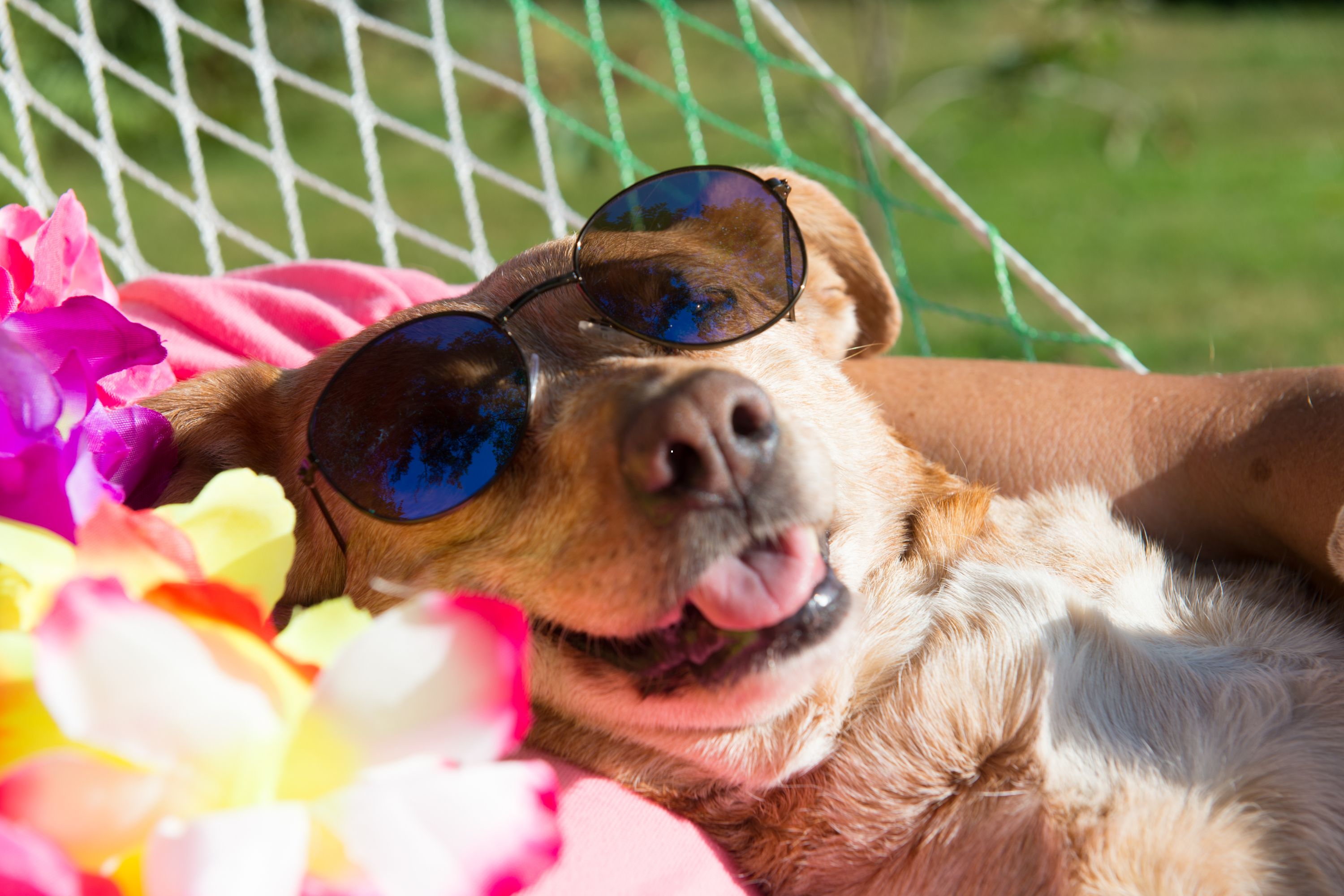 How Hot is Too Hot For Dogs? Vet shares expert advice on heatstroke and ...