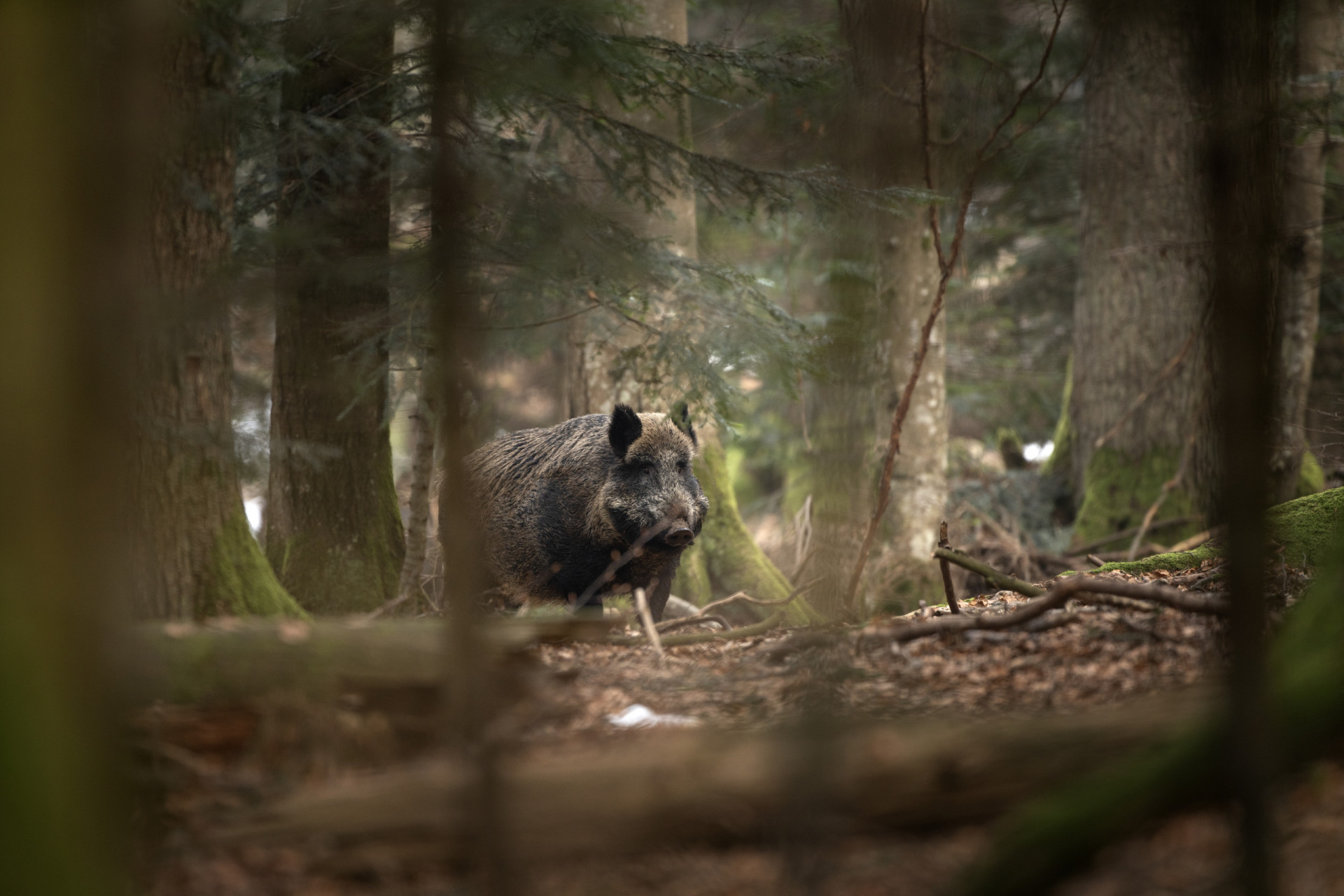 Does hunting help or hurt nature? It's not that simple